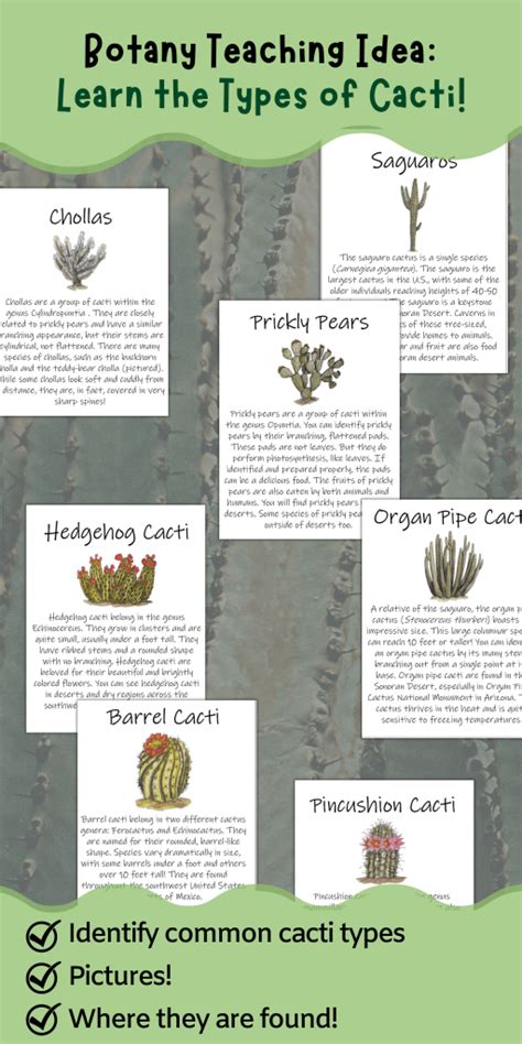 Types Of Cacti In The United States