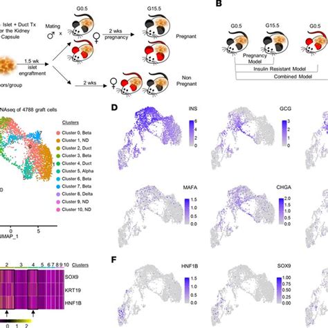 Single Nucleus Rna Seq Reveals Presence Of Insulin And Glucagon Download Scientific Diagram