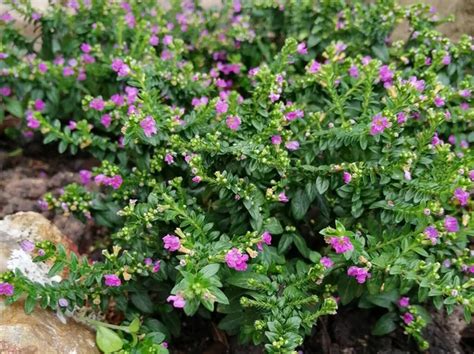 Cuphea Hyssopifolia Images Libres De Droit Photos De Cuphea Hyssopifolia Depositphotos