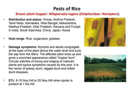Insect Pest Of Rice Pptx