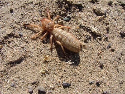 Solifugae 01 By Blizzard1975 On Deviantart