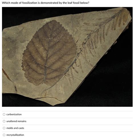 Carbonization Fossils
