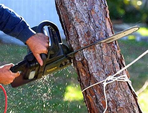 Why You Need Experts For Tree Cutting Jobs Brisbane Tree Yard