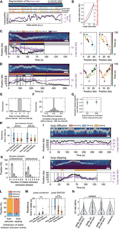 Smc Motor Proteins Extrude Dna Asymmetrically And Can Switch Directions Cell