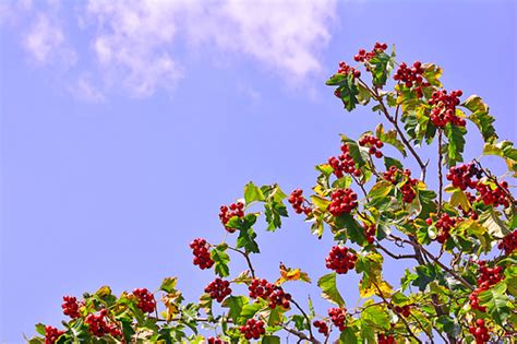 식용 및 약용 담금주전통차 재료로 널리 애용되는 우리의 토종 산사나무의 빨갛게 잘 익은 열매가 푸른하늘을 배경으로 탐스럽게 영글어 가는 모습 유토이미지 상세페이지