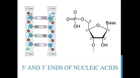 5 3 Ends Of Dna And Rna Youtube