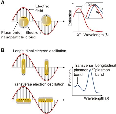 Gold Nanoparticle Surface Plasmon Resonance At Susan Callahan Blog