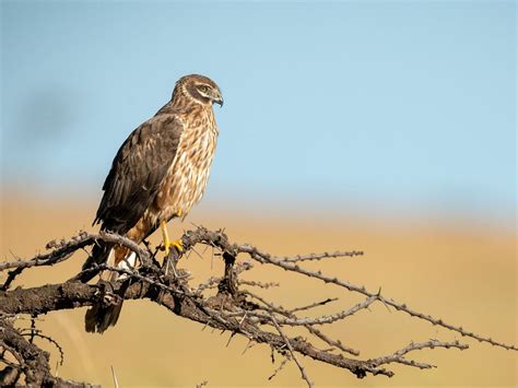 African Marsh Harrier Bird Facts Circus Ranivorus Birdfact