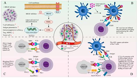 Line Of Therapy In Solid Cancer Lnmde