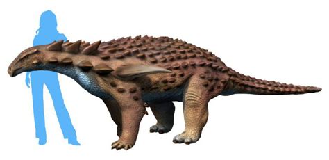 Armoured Dinosaurs Nodosauridae And Ankylosauria Armoured Dinosaurs