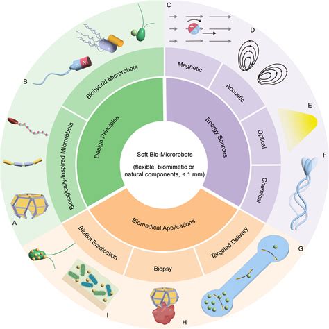 Soft Bio Microrobots Towards Biomedical Applications Surgical Robotics Lab
