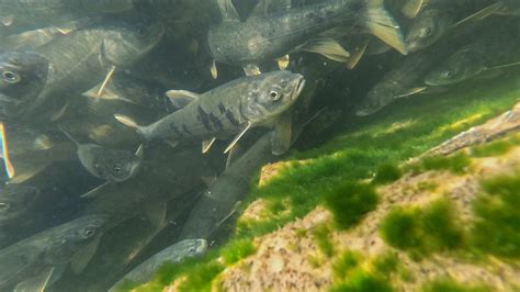 Nature S Journey Qinghai S Naked Carp Undertake Annual Migration CGTN