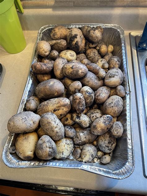 White Spots On Potatoes First Ever Harvest Rvegetablegardening