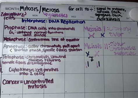 Mitosis And Meiosis Diagram Quizlet