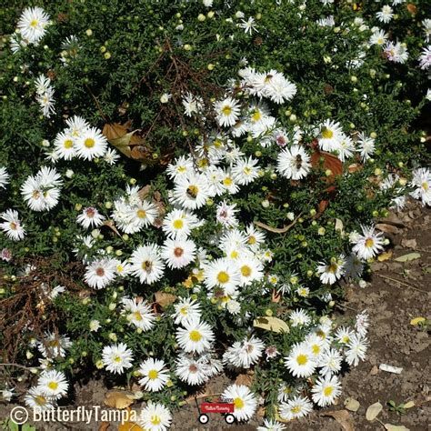 Rice Button Aster Symphyotrichum Dumosum 1 Gallon Little Red