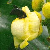 Pollen S Tenor