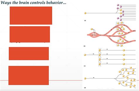 Diffuse Modulatory Systems Diagram Quizlet