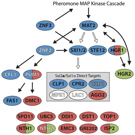 A Complex Transcriptional Control Network Regulates Sexual Development Download Scientific