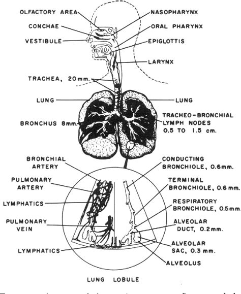 Figure 1 From Deposition And Clearance Of Inhaled Particles Semantic