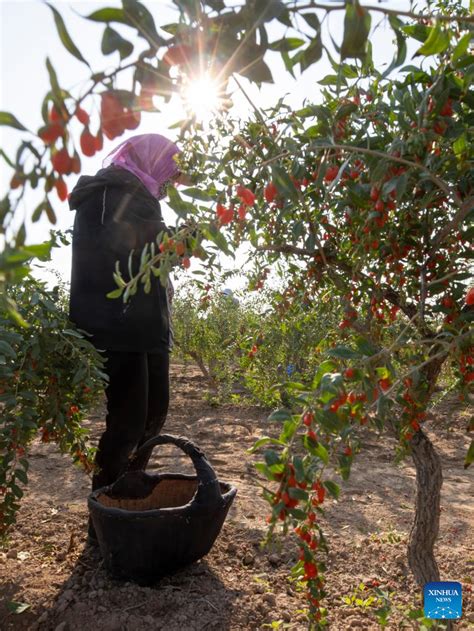 Goji Berries Enter Harvest Season In Tongxin County Nw Chinas Ningxia Xinhua
