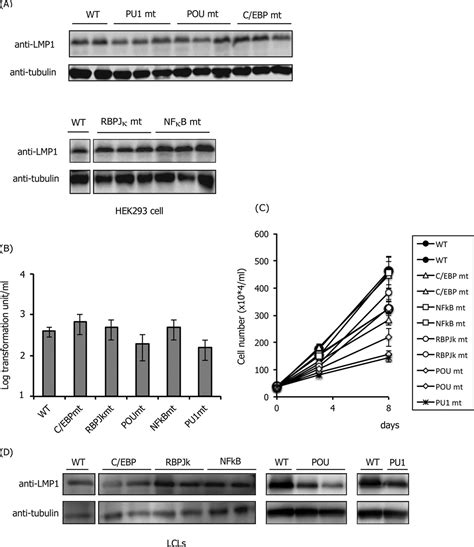 Induction Of Epstein Barr Virus Oncoprotein Lmp1 By Transcription Factors Ap 2 And Early B Cell