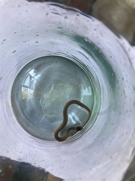 Snake Identification Needed Rsnakeidentification