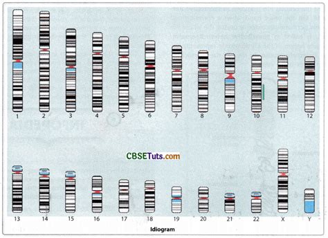 Chromosomal Theory Of Inheritance Observations And Inheritance Cbse Tuts