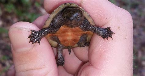 Loggerhead Musk Imgur