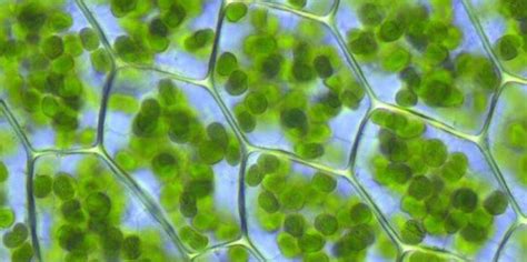 植物细胞模型制作方法360新知