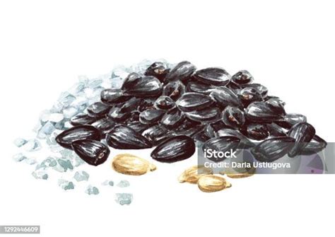 바다 소금해바라기 흑종 흰색 배경에 고립 된 손으로 그린 수채화 그림 0명에 대한 스톡 벡터 아트 및 기타 이미지 0명 건강관리와 의술 건강한 생활방식 Istock