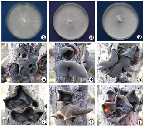 The Mycelium And Morphology Characters Of The Da 2 A C Dp 5 D F