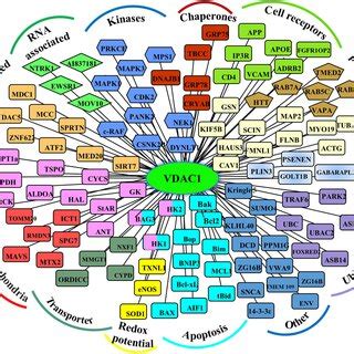 Schematic Representation Of VDAC1 As A Multi Functional Channel Download Scientific Diagram