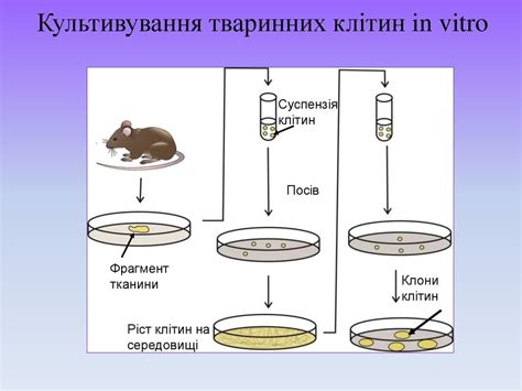 Традиційна біотехнологія презентация онлайн