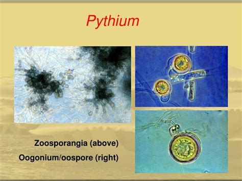 Ppt Phylum Oomycota Class Oomycetes Powerpoint Presentation Id 1178253