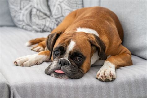Dog Hernia Types Symptoms And Treatment Great Pet Care