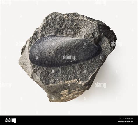 Fossil Bivalve Hi Res Stock Photography And Images Alamy