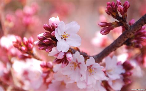 Wallpaper Engine Best Cherry Blossom Faherxxx