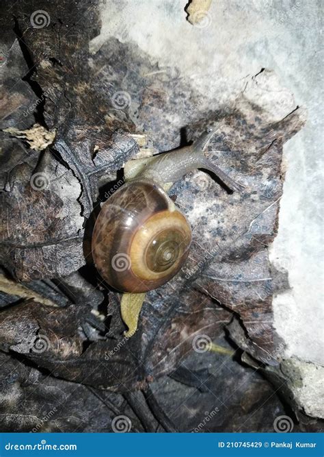 Garden Snail Cute Snail Snail Shell Snails To Eat Snail Facts Snail Scientific Name Snail Order