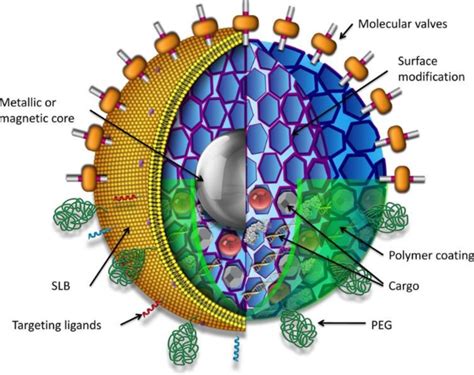Schematic Representation Of A Multifunctional Mesoporous Silica Download Scientific Diagram