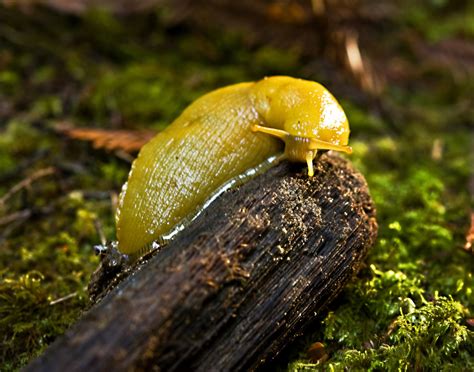 Slug Banana Slug California State Capitol Museum