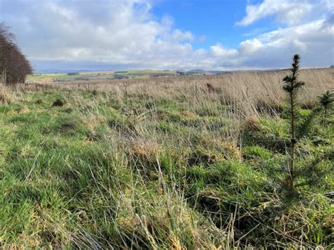 Sustainable Tree Planting For Carbon Sequestration Biodiversity And Timber Production Carbonstore