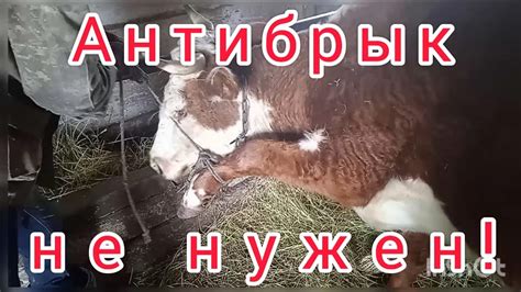 Антибрык не нужен. Если корова брыкается - YouTube