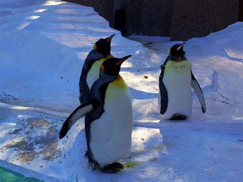 天王寺動物園 ペンギン By えりぽん。 （id：5758870） 写真共有サイトphotohito