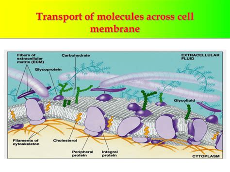 Cell Permeability