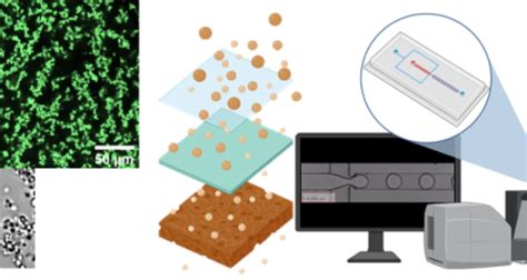 Complex Structural Systems A Focus On Liquid Liquid Phase Separation In Plant Proteins Wur