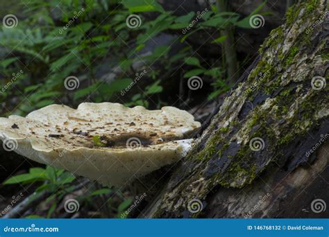 Shelf Fungus Side Of Tree Stock Photo Image Of Growing