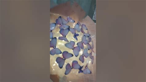 მანათობელი პეპლები Youtube