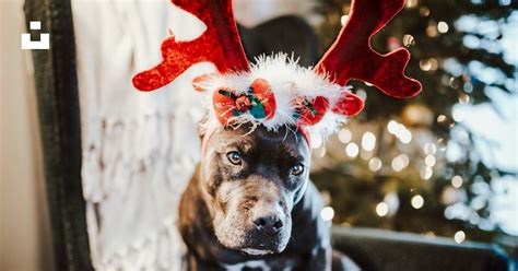 검은 색과 황갈색 짧은 코트 머리에 빨간색과 흰색 꽃이 있는 중간 개 사진 Unsplash의 무료 개 이미지