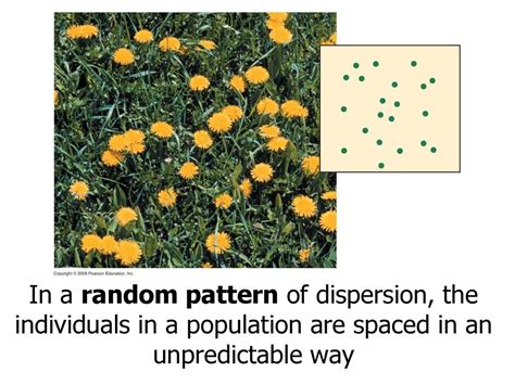 Chapter 36 Population Ecology Lecture By Brian R Shmaefsky Ppt Download