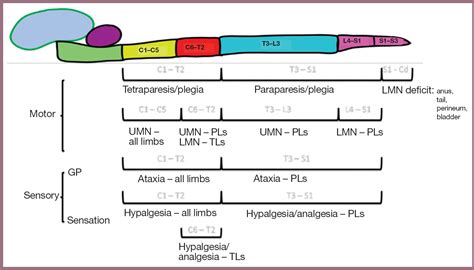 What Are Exles Of Upper Motor Neuron Diseases In Cats Infoupdate Org